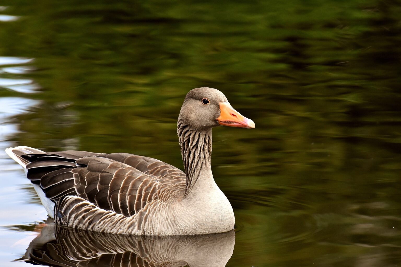 Nurturing Your Pilgrim Goose: Understanding Their Dietary Needs for The ...