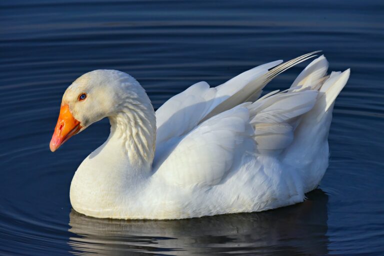The Majestic Embden Goose: A Graceful and Hardy Breed with a Rich ...