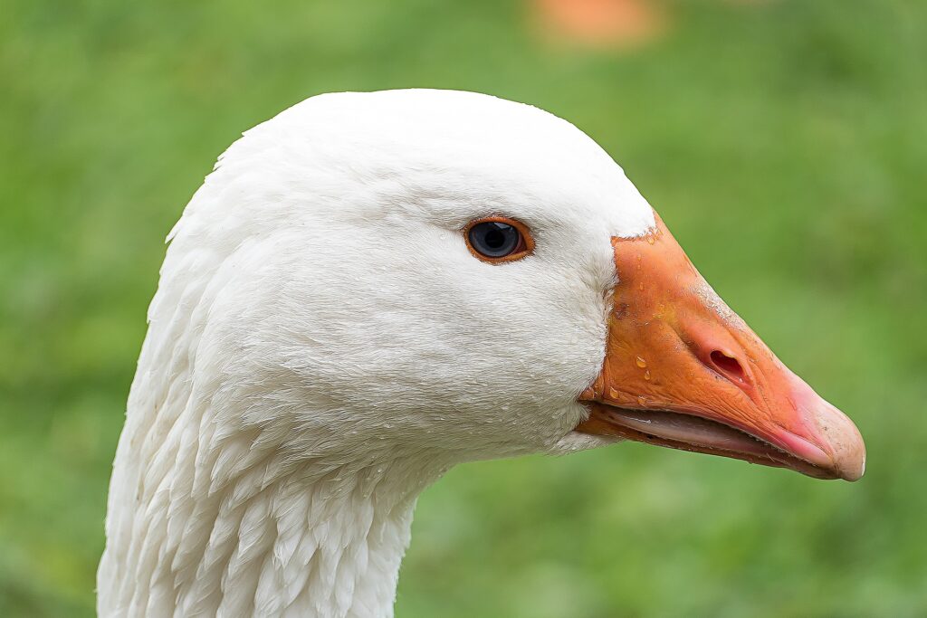 The Majestic Embden Goose: A Graceful and Hardy Breed with a Rich ...