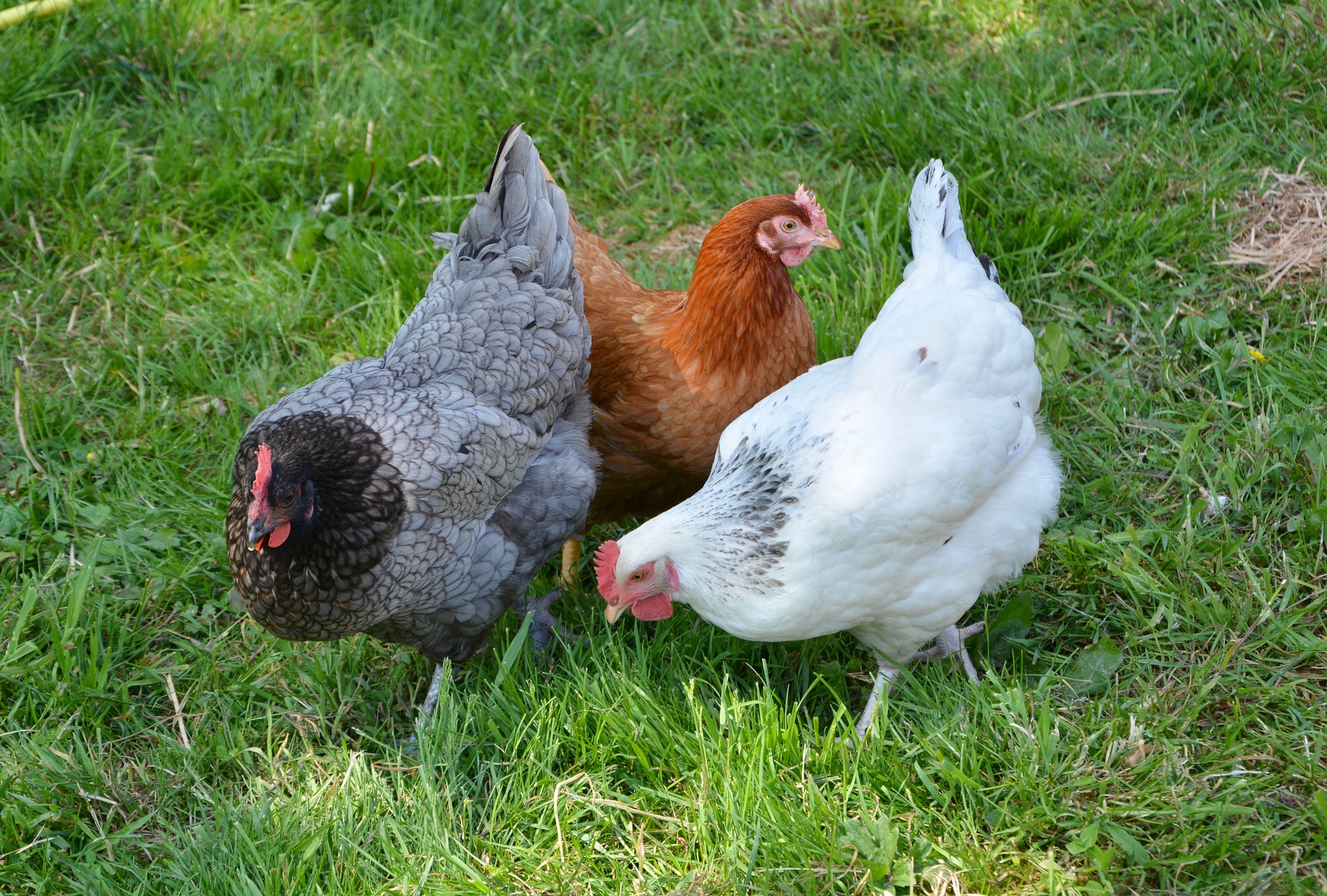 Keeping Dual Purpose Chickens: A Comprehensive Guide - The Poultry Feed