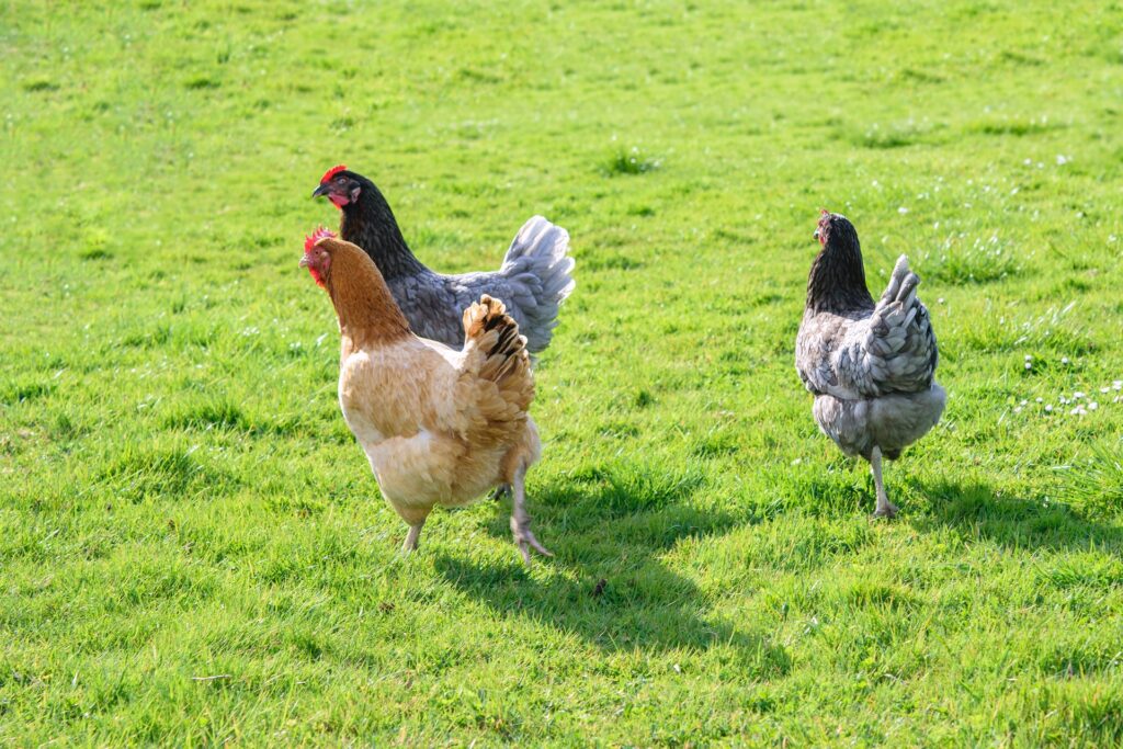 How to Worm Chickens: A Comprehensive Guide to Keeping Your Flock ...