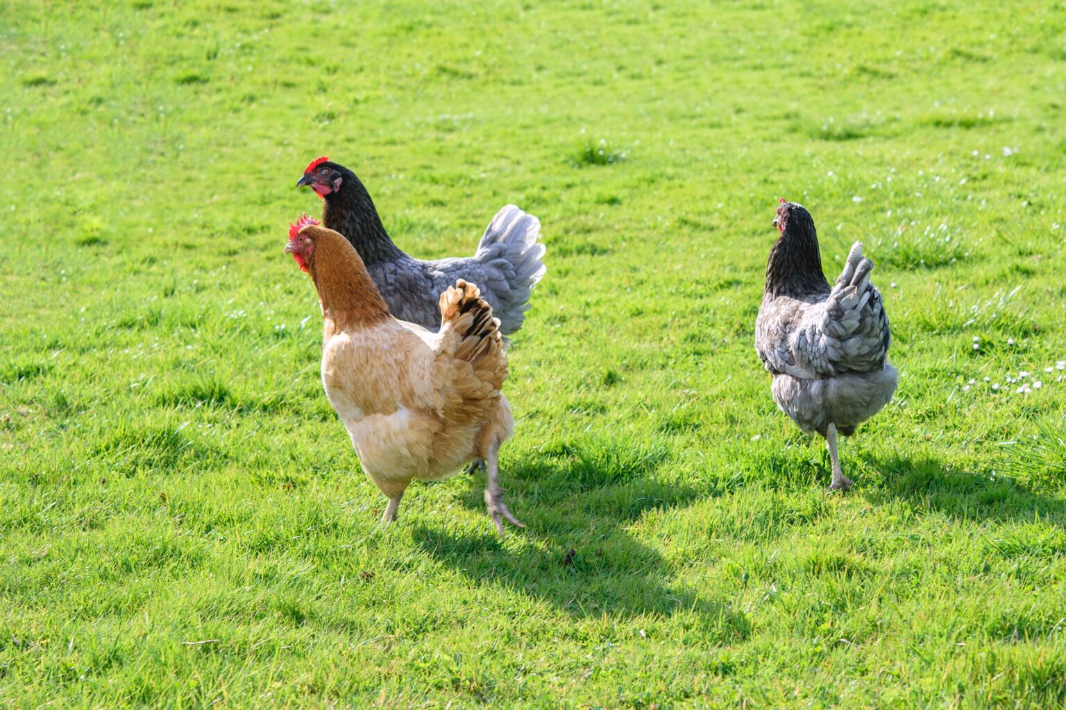 How to Worm Chickens: A Comprehensive Guide to Keeping Your Flock ...
