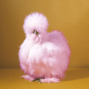 Pink Silkie Chickens: The Soft and Silky Poultry Pets