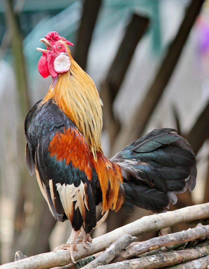 Miniature Roosters: Small in Size, Big in Charm