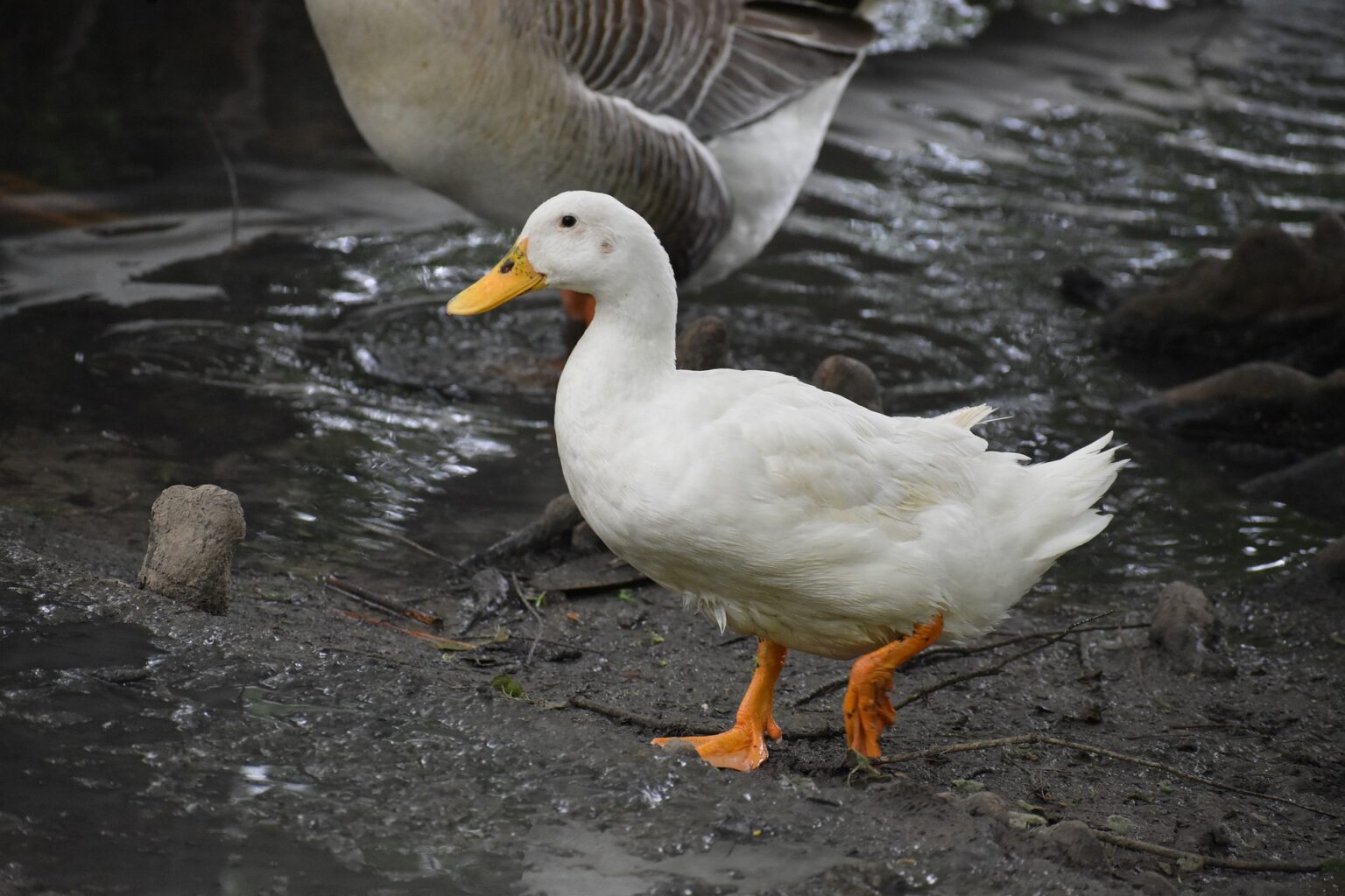 DIY Duck House: Best Step-by-Step Guide to Building Your Own Duck House ...