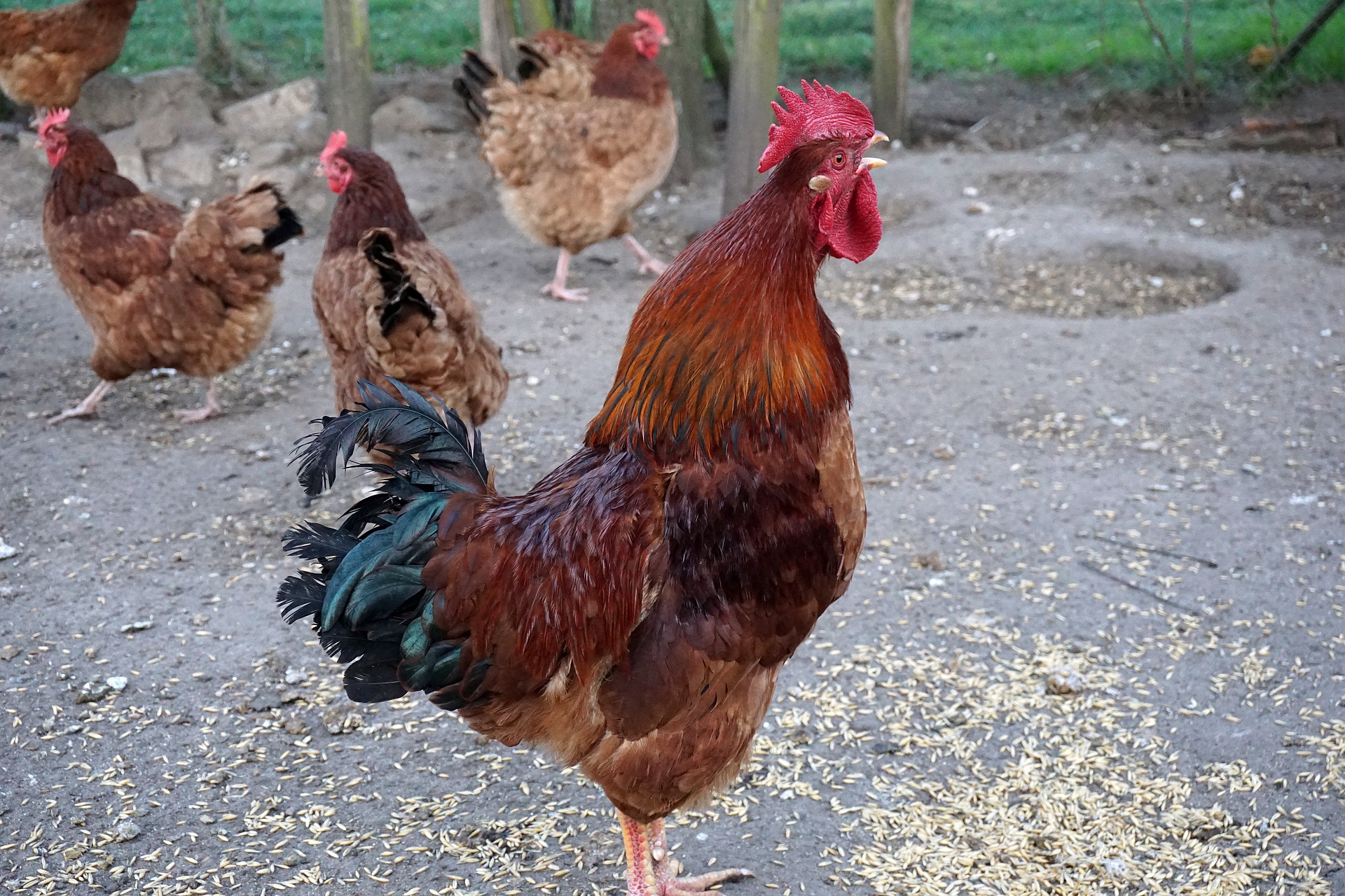 Open Chicken Run: Giving Your Chickens Space to Roam