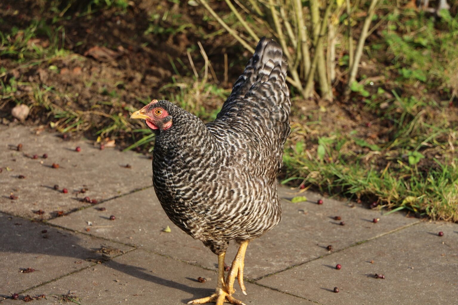 Top 10 Best Gifts For chicken Lovers - The Poultry Feed