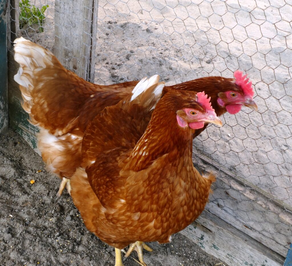 Open Chicken Run: Giving Your Chickens Space to Roam