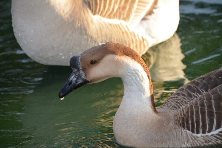 Chinese Goose: A Versatile and Graceful Breed