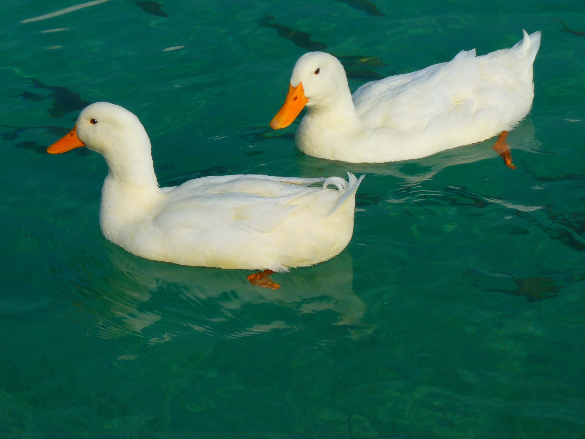 Duck Worms: Understanding, Prevention, and Treatment