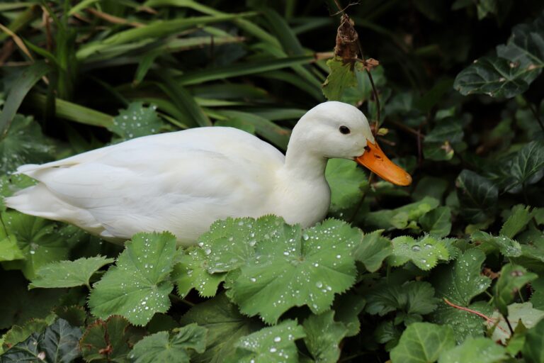 White Ducks: A Guide to This Popular Domestic Waterfowl - The Poultry Feed