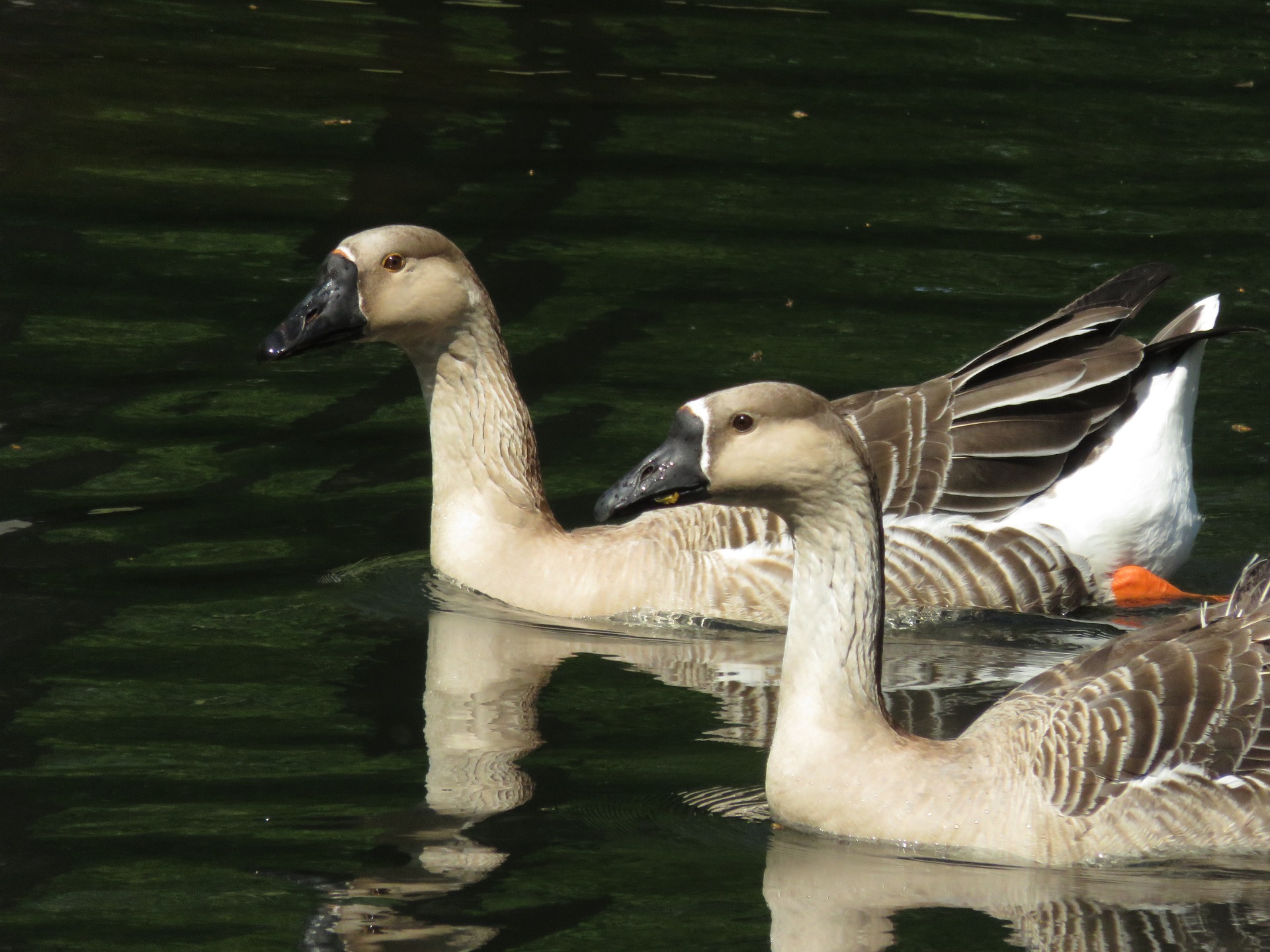 Chinese Goose: A Versatile and Graceful Breed