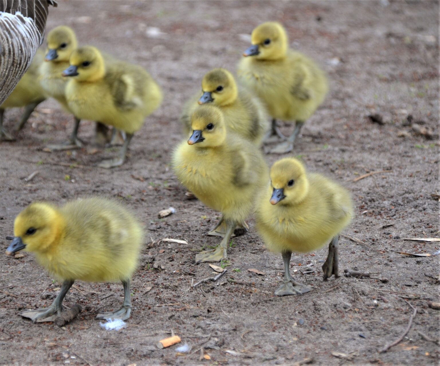 Geese Eggs Hatching: A Guide to Successful Incubation - The Poultry Feed