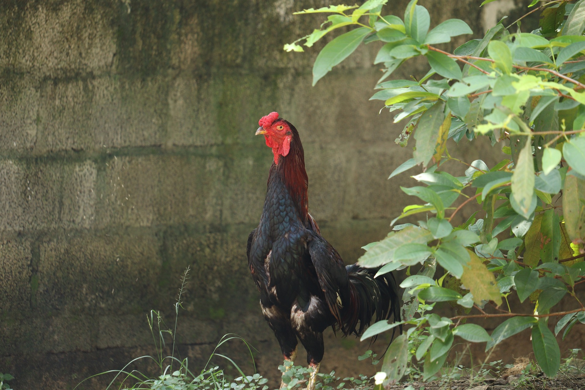 The Magnificent Modern Game Chicken: A Breed With a Storied History and ...