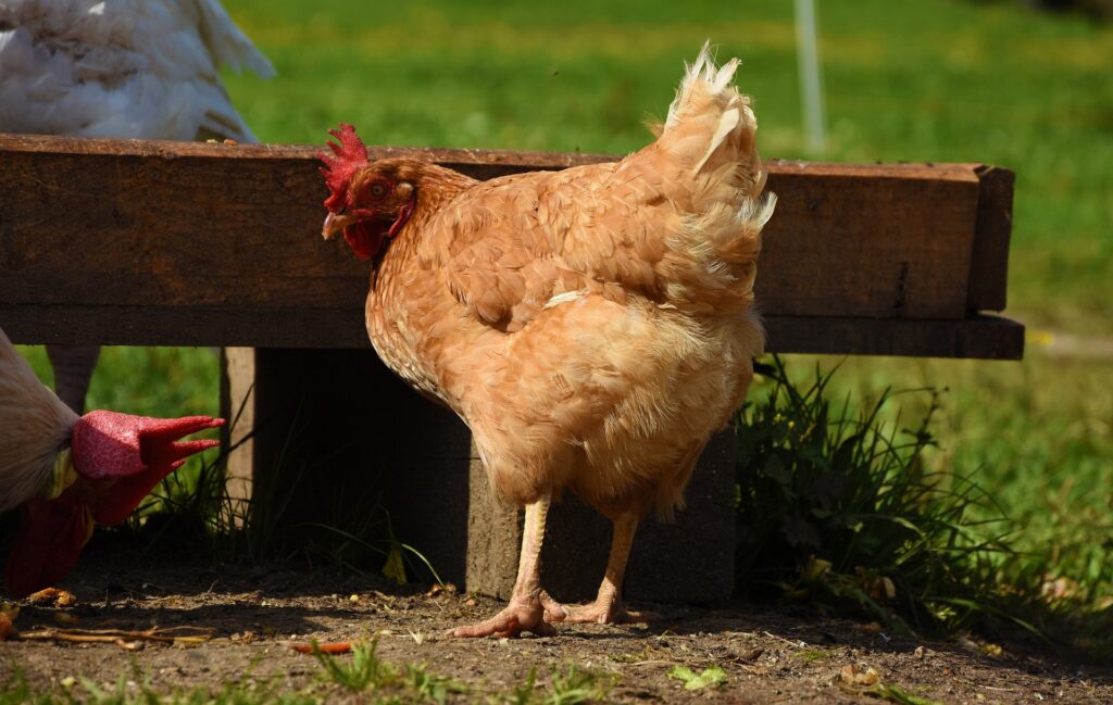 Medicine for Chickens: A Guide to Keeping Your Flock Healthy - The ...