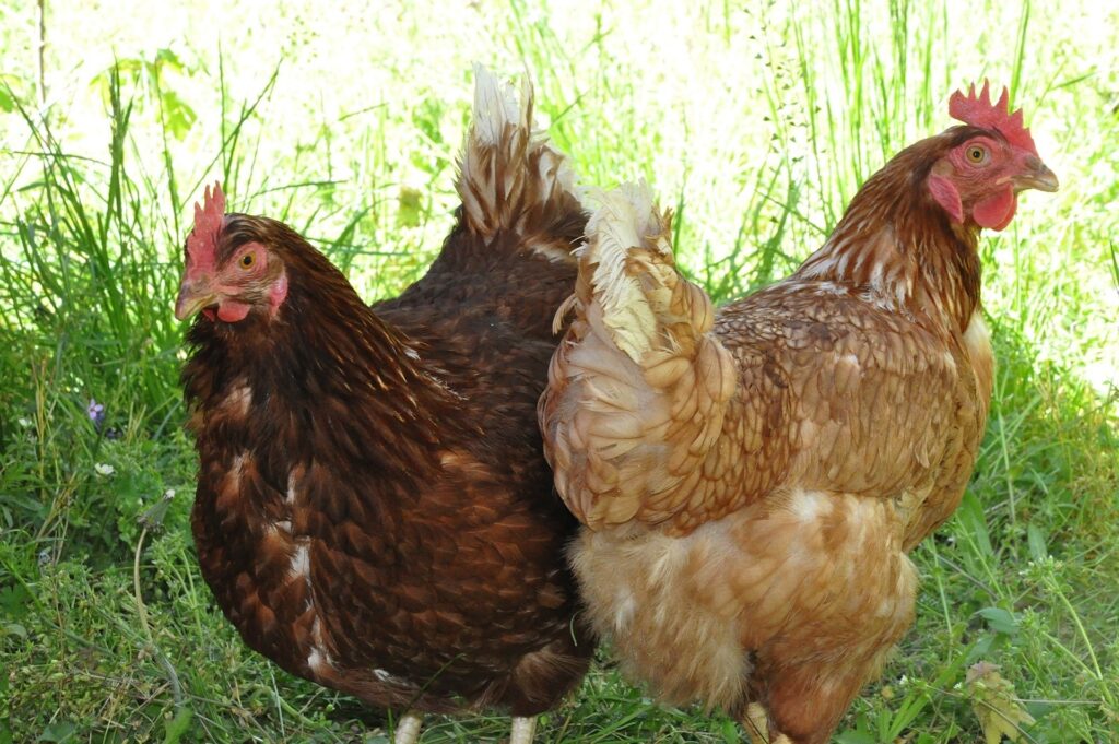 Diseases from Chickens: Understanding, Prevention, and Care