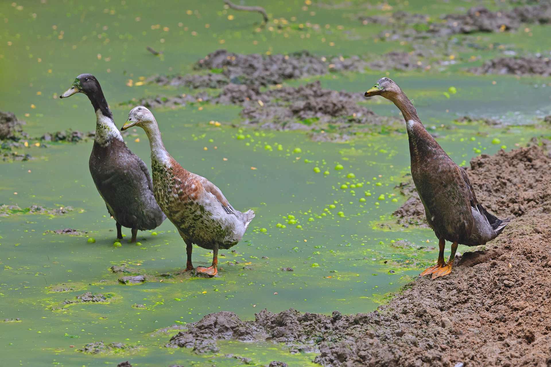 Top 5 Farm Ducks - The Poultry Feed