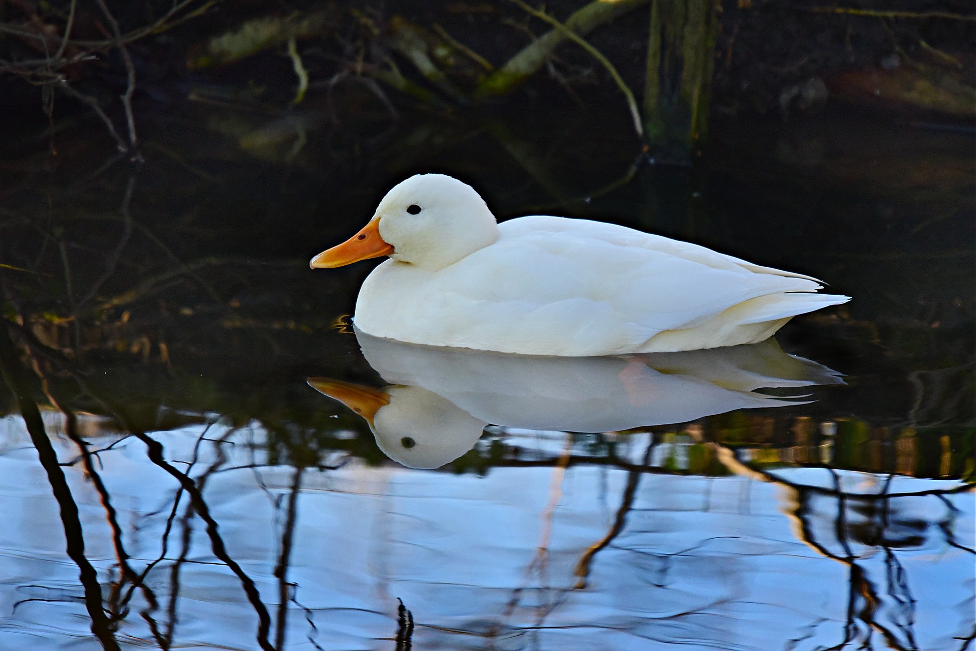 Top 5 Farm Ducks - The Poultry Feed