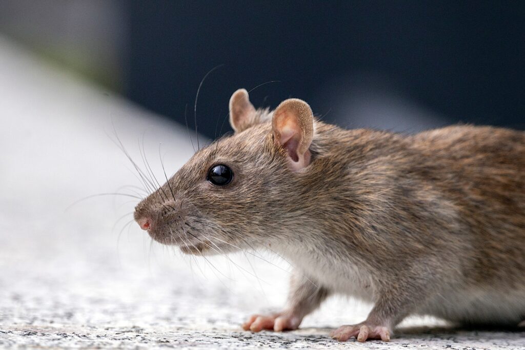 Rat Droppings: Identification, Risks, and Control
