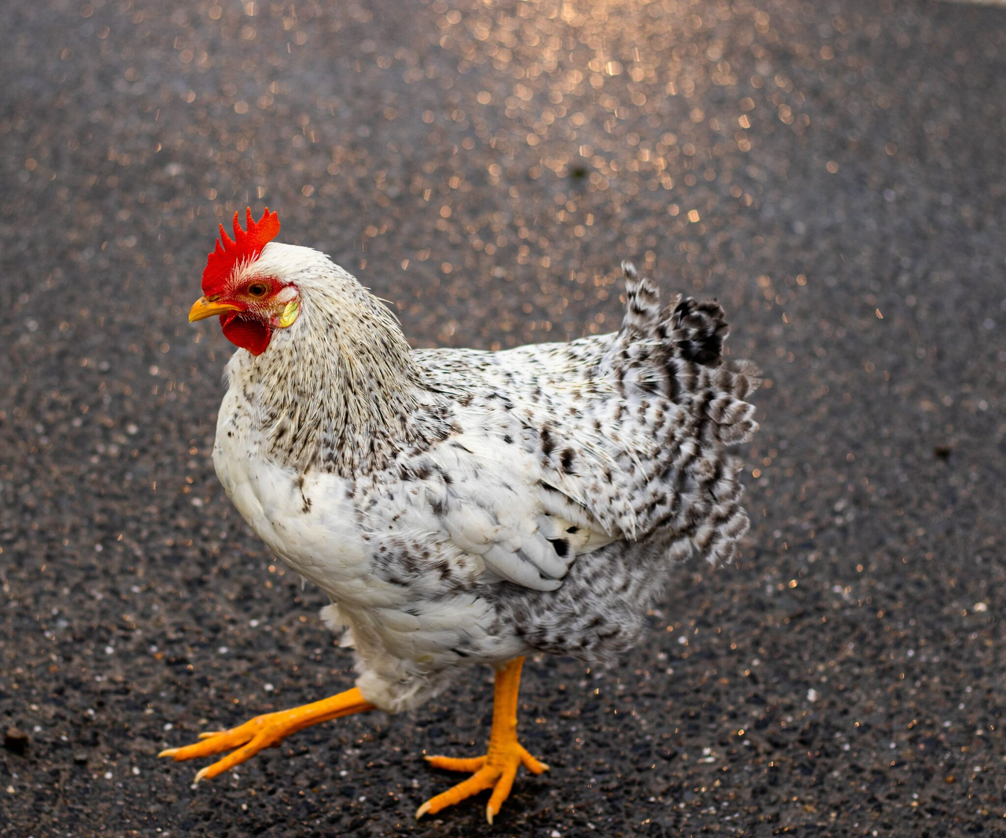 The Most Common Chicken Sicknesses - The Poultry Feed