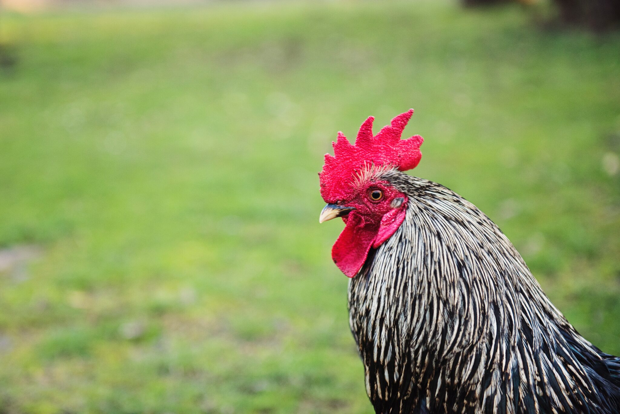 The Most Common Chicken Sicknesses - The Poultry Feed