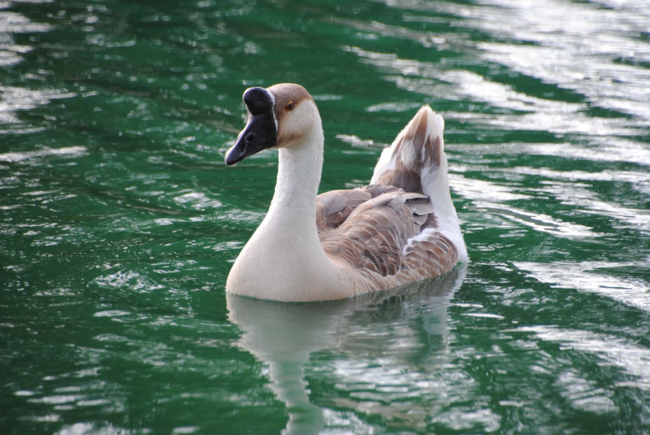 African Goose: The Proud and Beautiful Bird of Africa