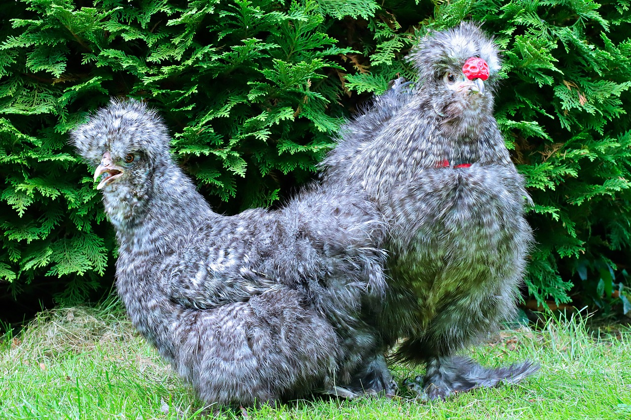 Frizzle Silkie Chickens: An Exquisite and Unique Breed