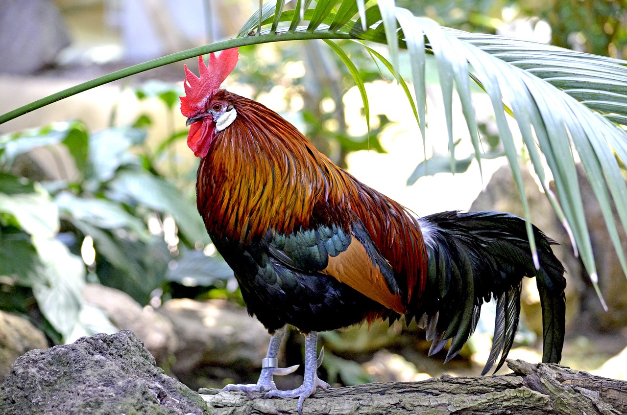 Mini Chickens: Adorable and Versatile Pets for Every Home