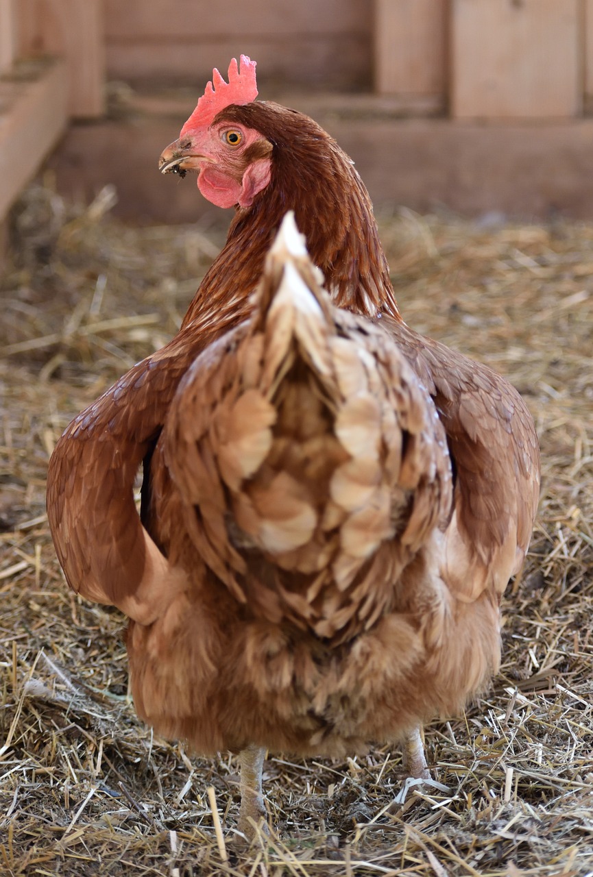 Plastic Nesting Boxes for Chickens: The Benefits