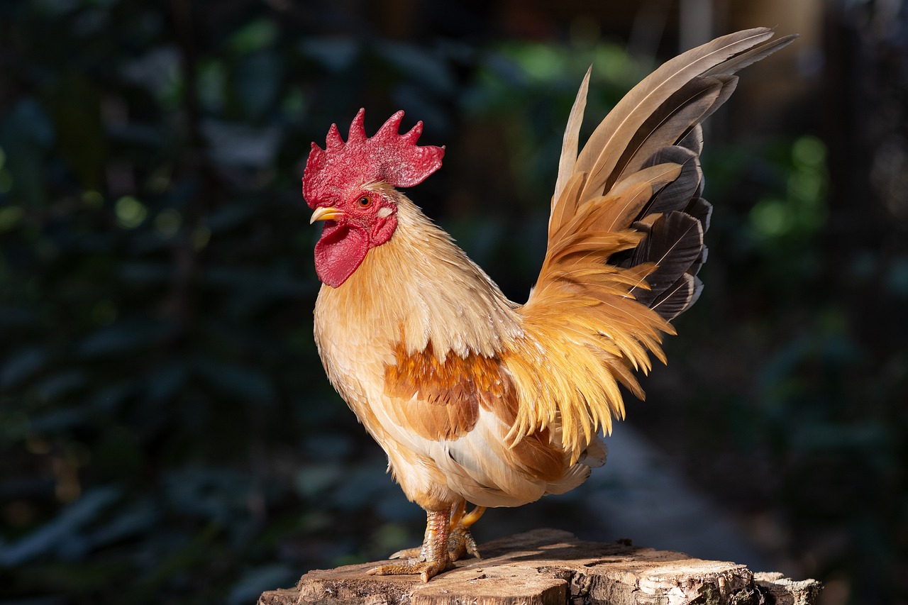 Miniature Roosters: Small in Size, Big in Charm