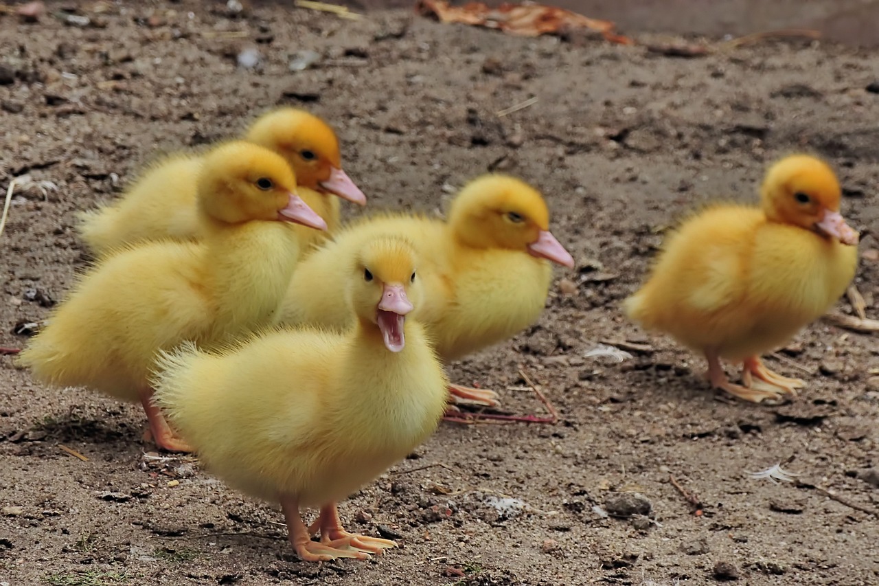 The Life Cycle of Ducks: From Egg to Adulthood
