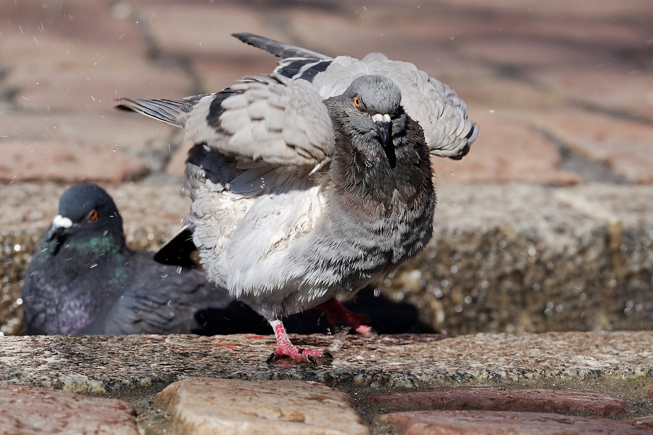 Urban Pigeons: Survivors in the Concrete Jungle