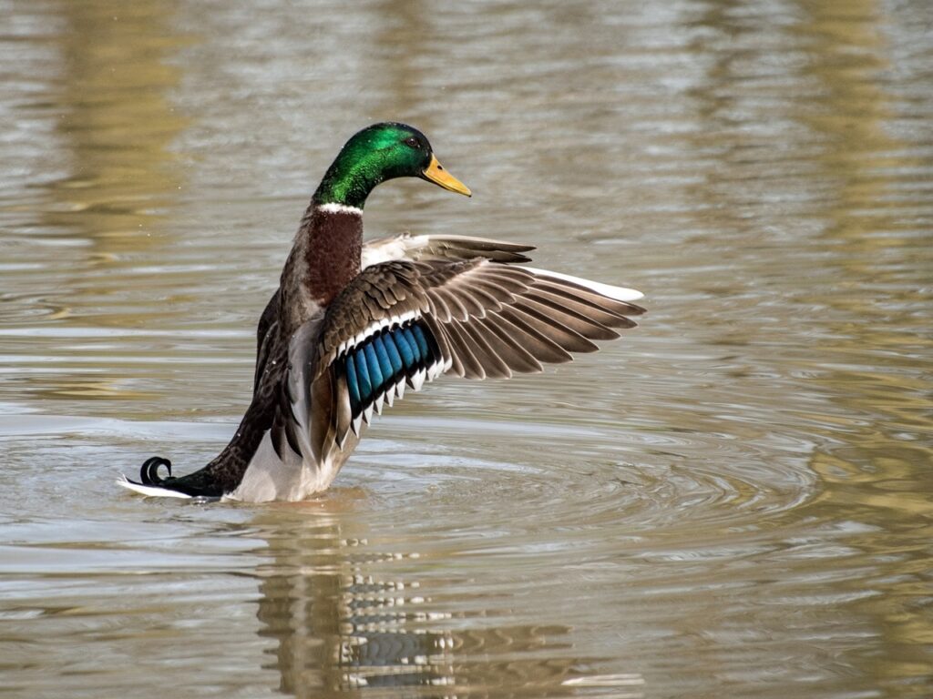 Duck Behavior Decoded: What Do Their Quacks Mean?