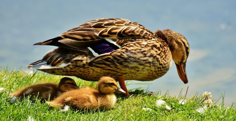 The Life Cycle of Ducks: From Egg to Adulthood