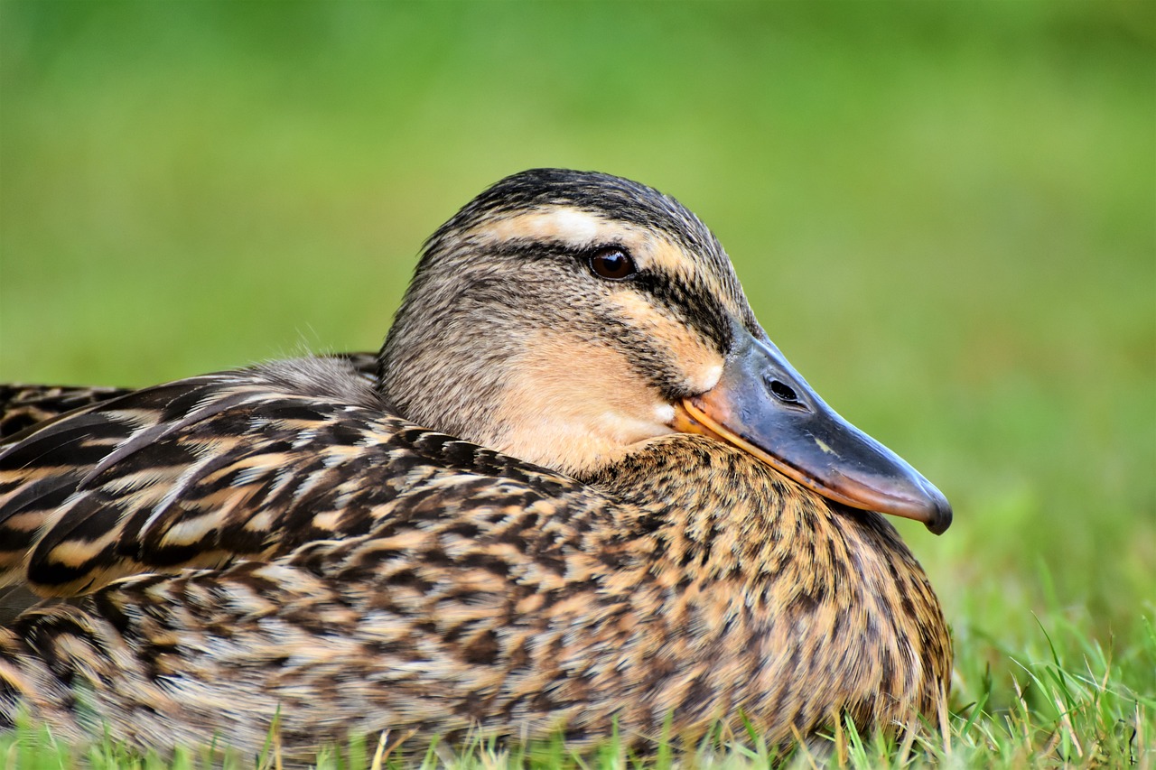 Ducks in Your Garden: Quacking Companions and Natural Garden Helpers