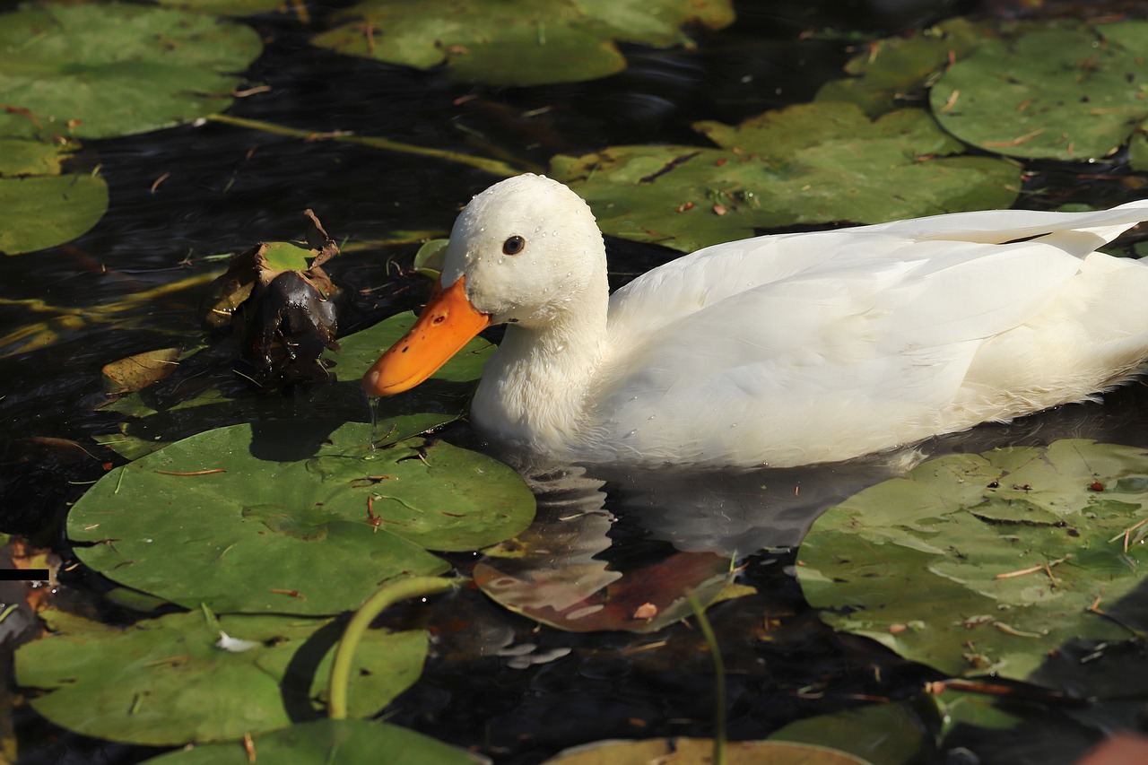 The Role of Ducks in Ecosystems: Nature's Wetland Gardener