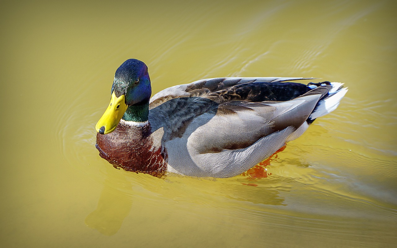 The Remarkable Adaptations of Ducks for Aquatic Life