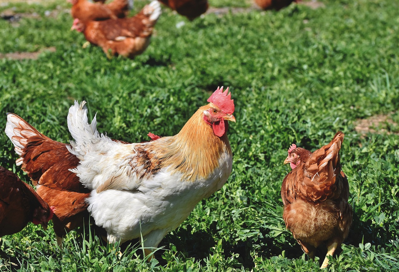 The Science of Chicken Behavior - The Poultry Feed