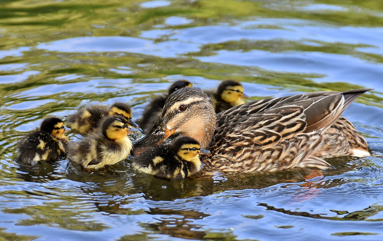 Duck Behavior Decoded: What Do Their Quacks Mean?