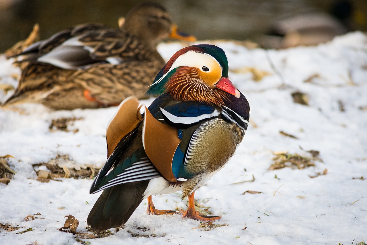 The Remarkable Adaptations of Ducks for Aquatic Life