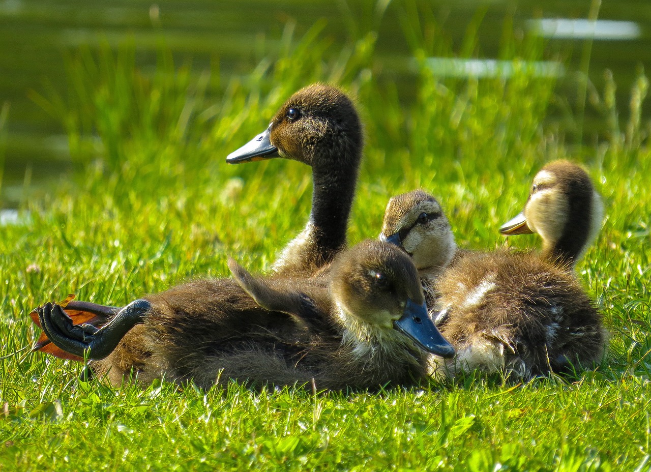 The Life Cycle of Ducks: From Egg to Adulthood