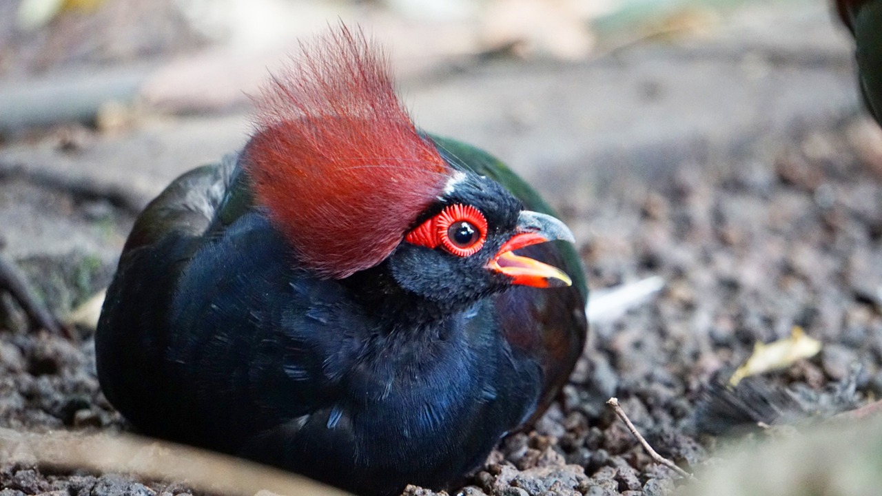 Quail Behavior and Social Structure - The Poultry Feed