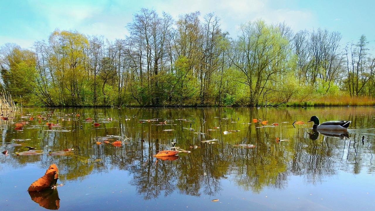 The Role of Ducks in Ecosystems: Nature's Wetland Gardener