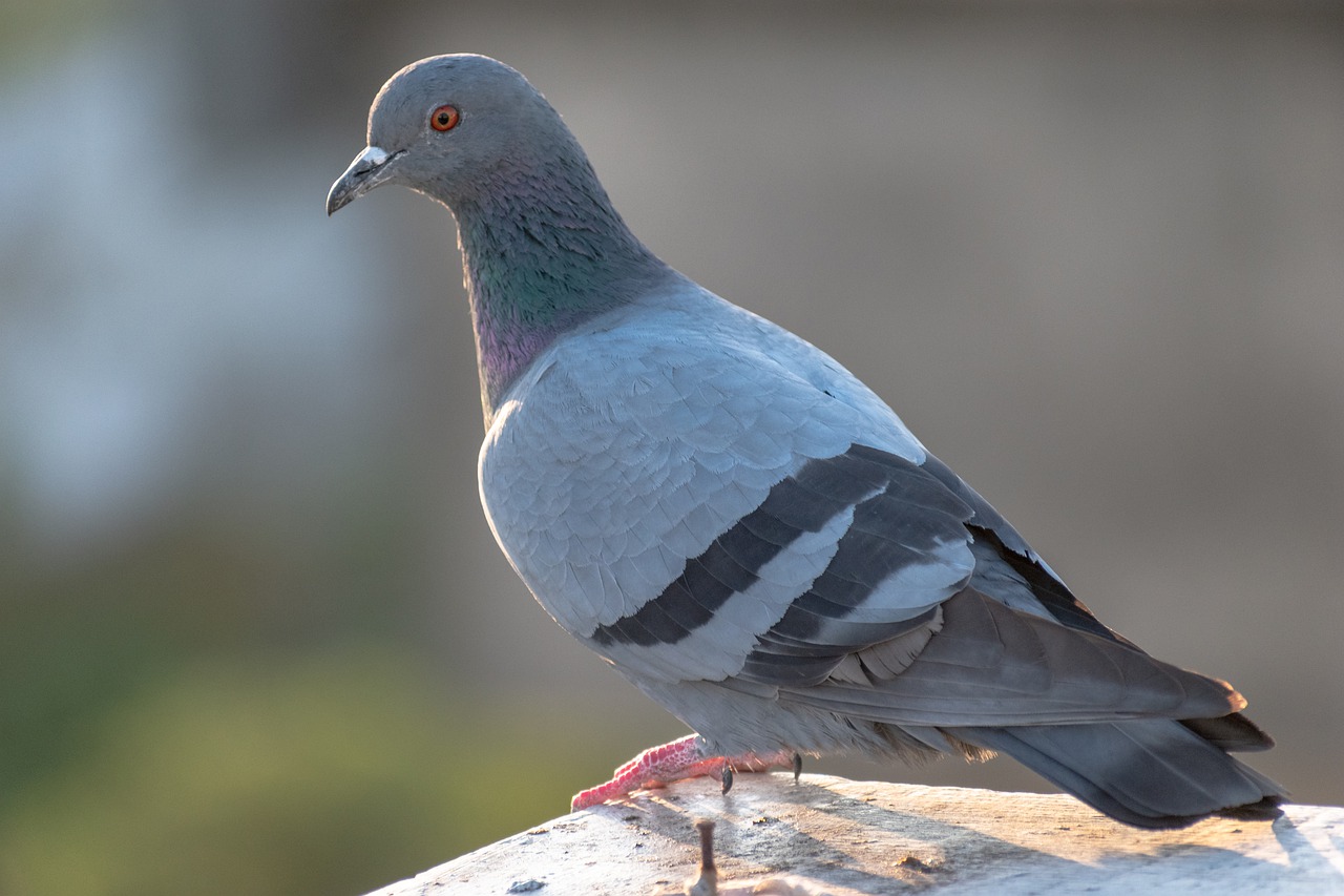 The Remarkable Intelligence of Pigeons - The Poultry Feed