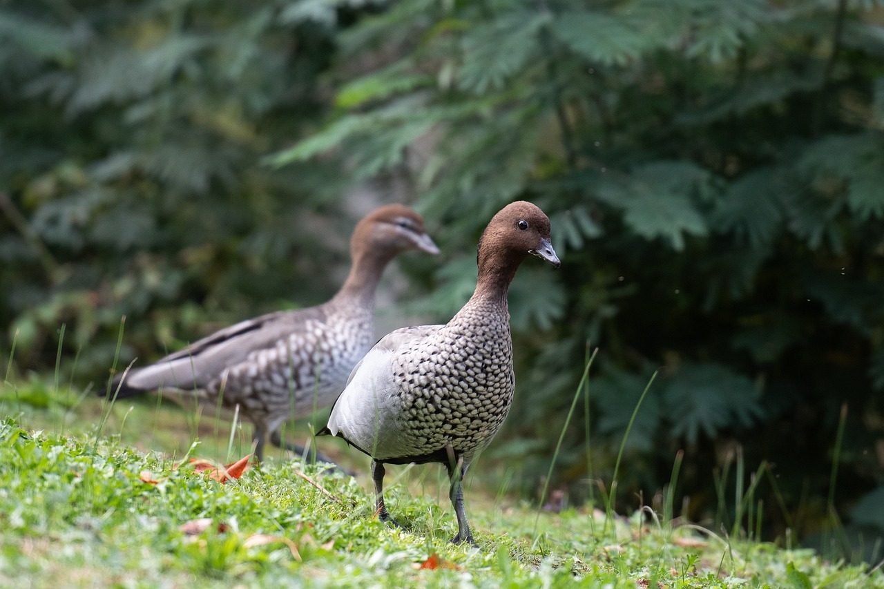 Conservation Efforts for Ducks: Protecting Our Ducks