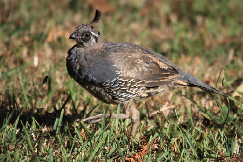 Managing Quail in Extreme Weather Conditions - The Poultry Feed