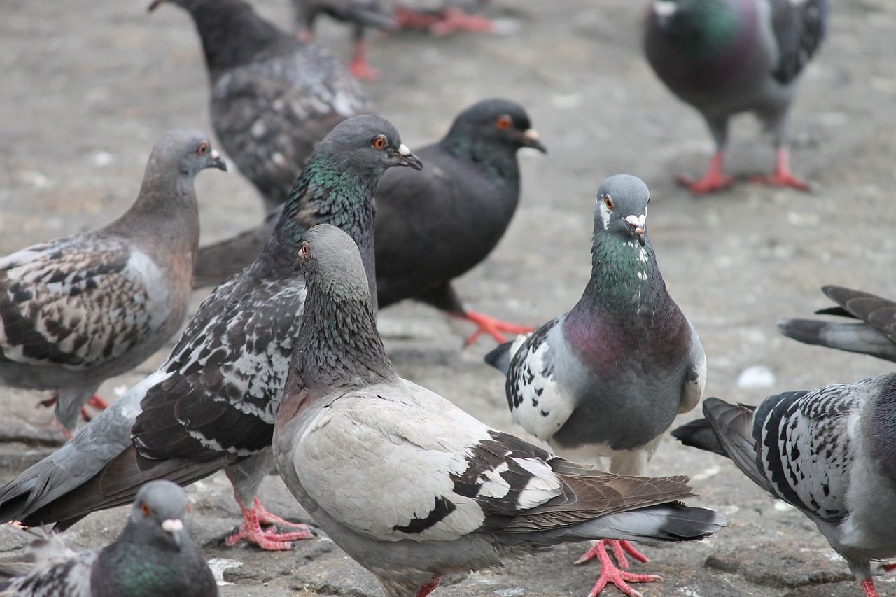Pigeon Diet: What to Feed and What to Avoid - The Poultry Feed