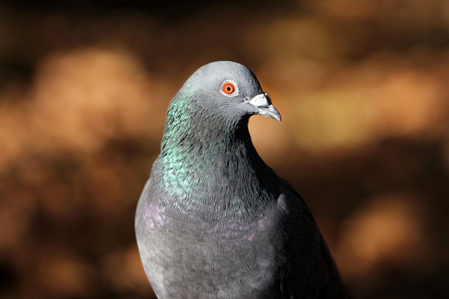 Pigeon Photography: Capturing the Beauty of Your Flock