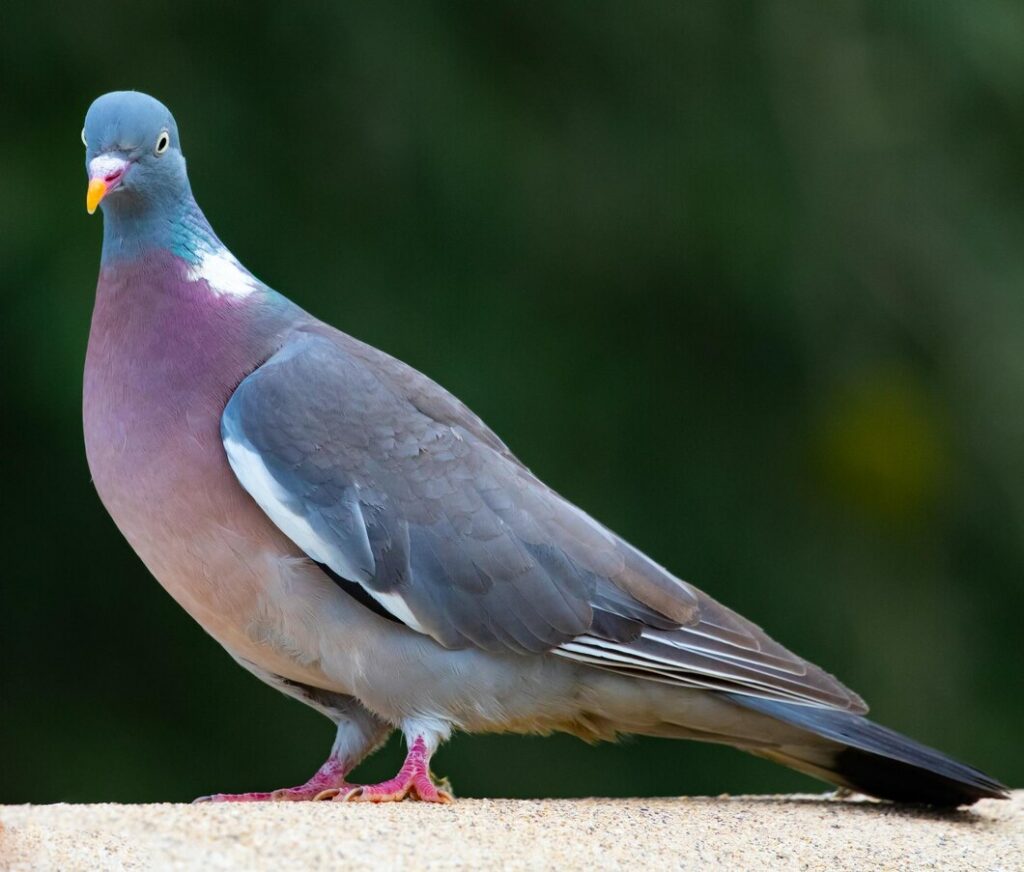 Pigeon Photography: Capturing the Beauty of Your Flock