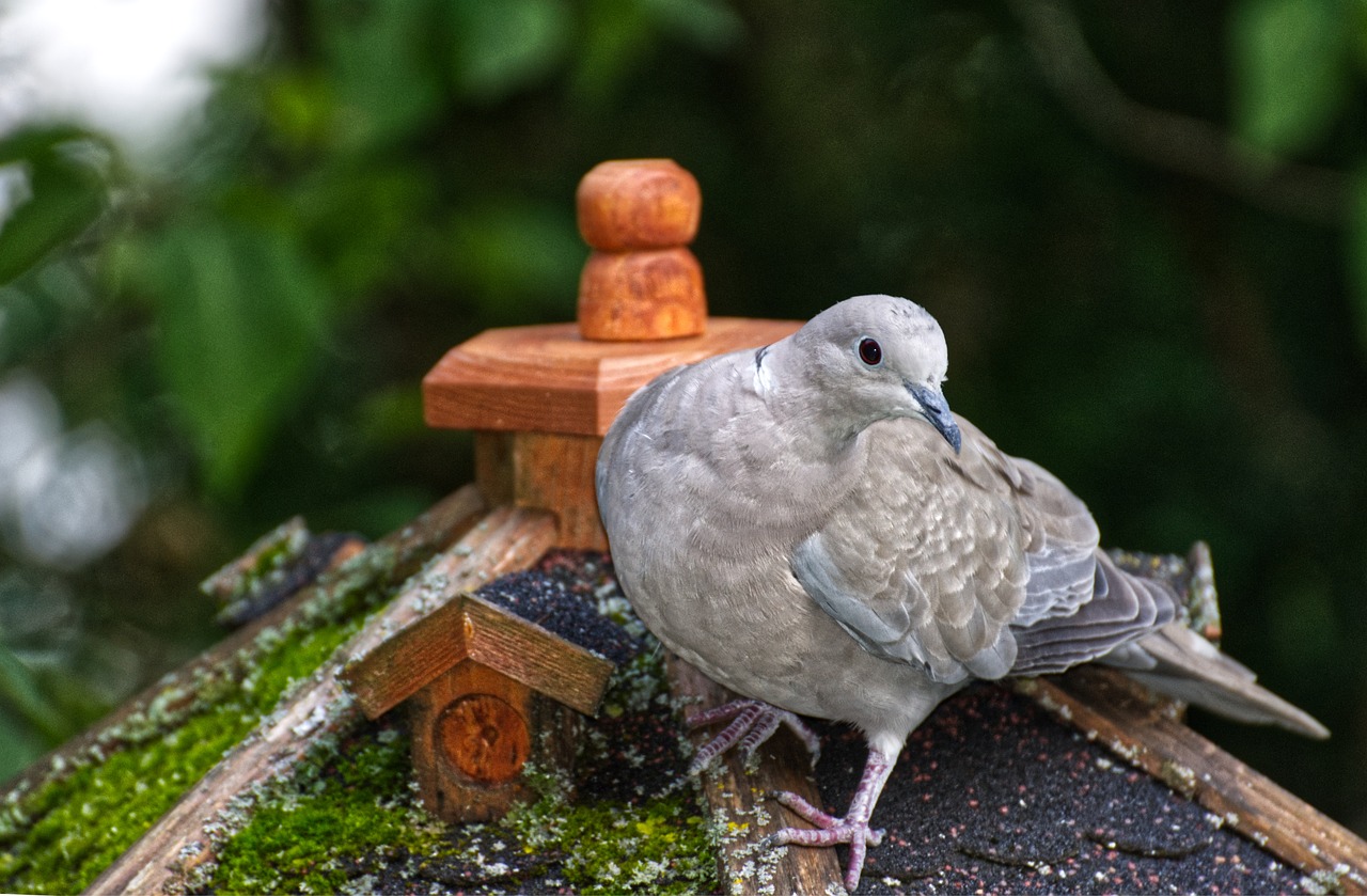 Creating the Perfect Pigeon Loft: Tips for a Good Home